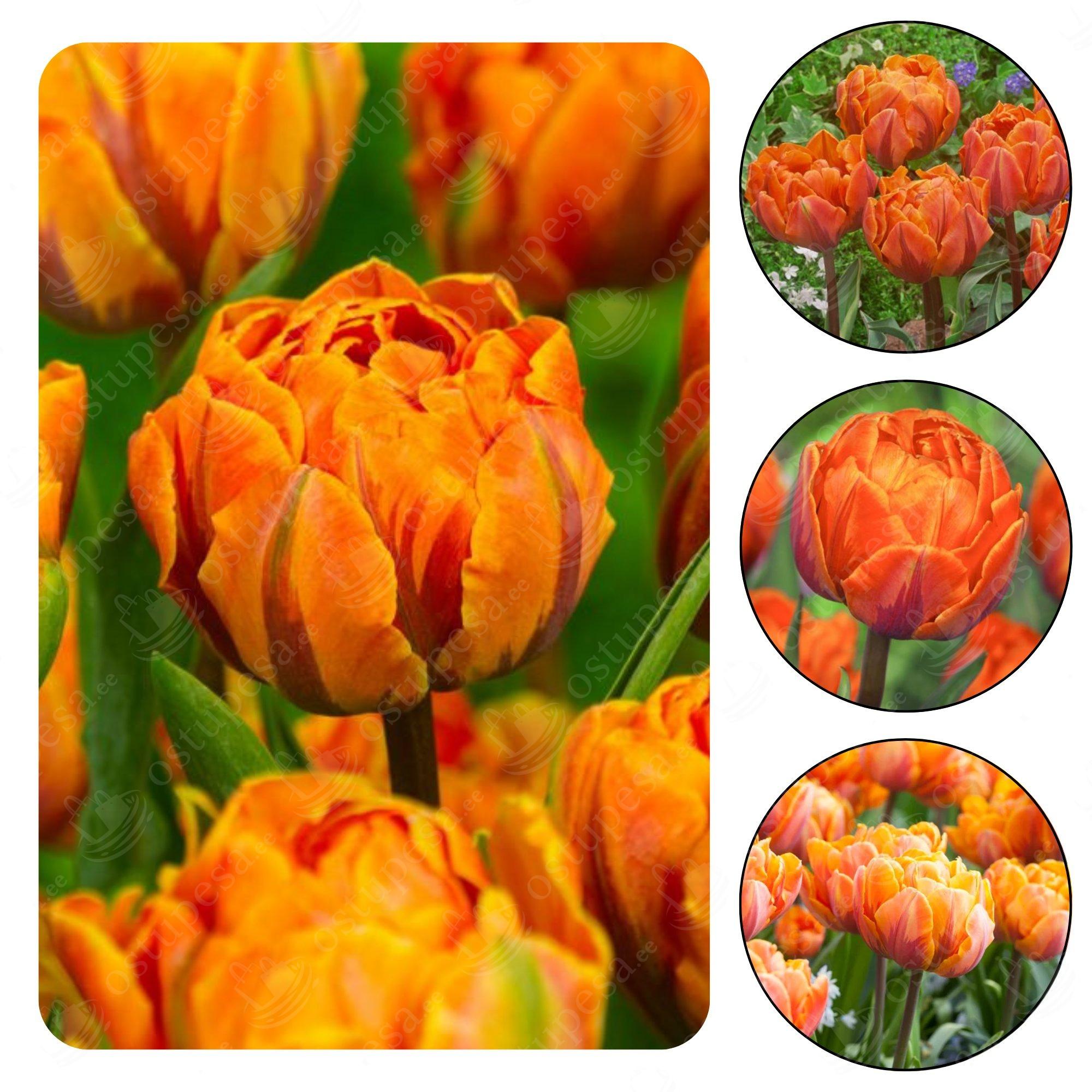 Tulp, Orange Princess, 10 sibulat pakis - Ostupesa