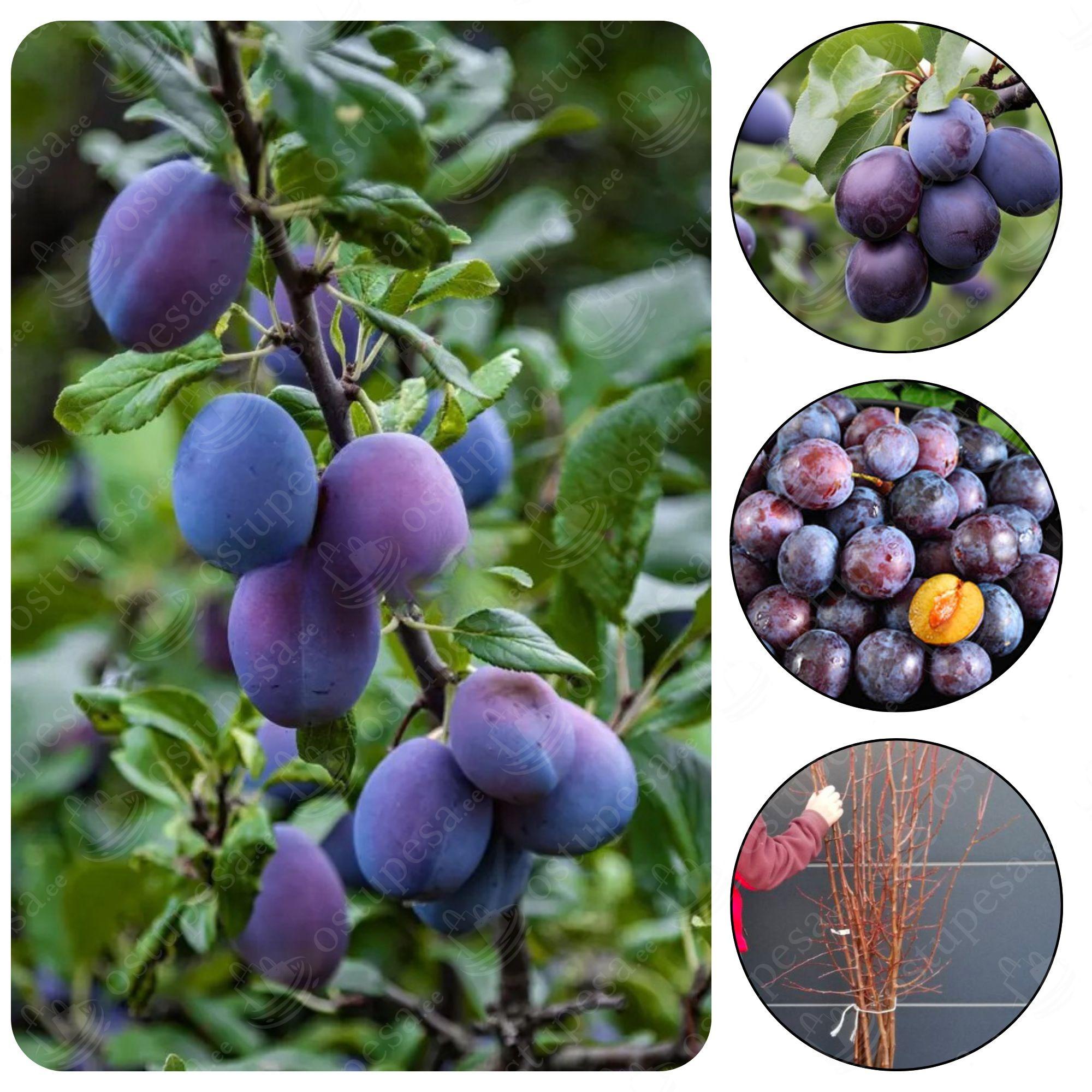 Ploomipuu "Empress", paljasjuurne istik - Ostupesa